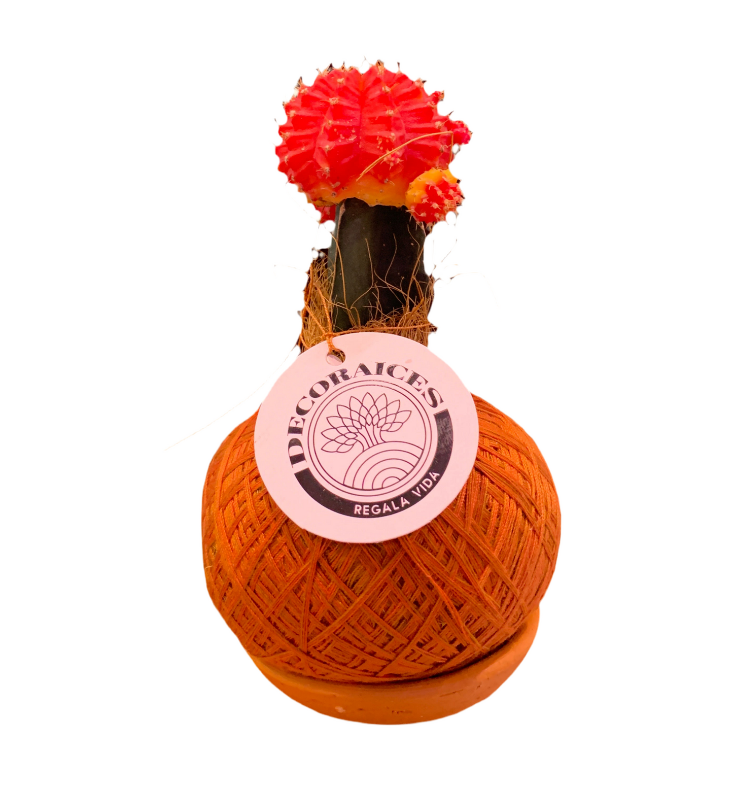 Cactus coreano rojo amarillo – Decoraices